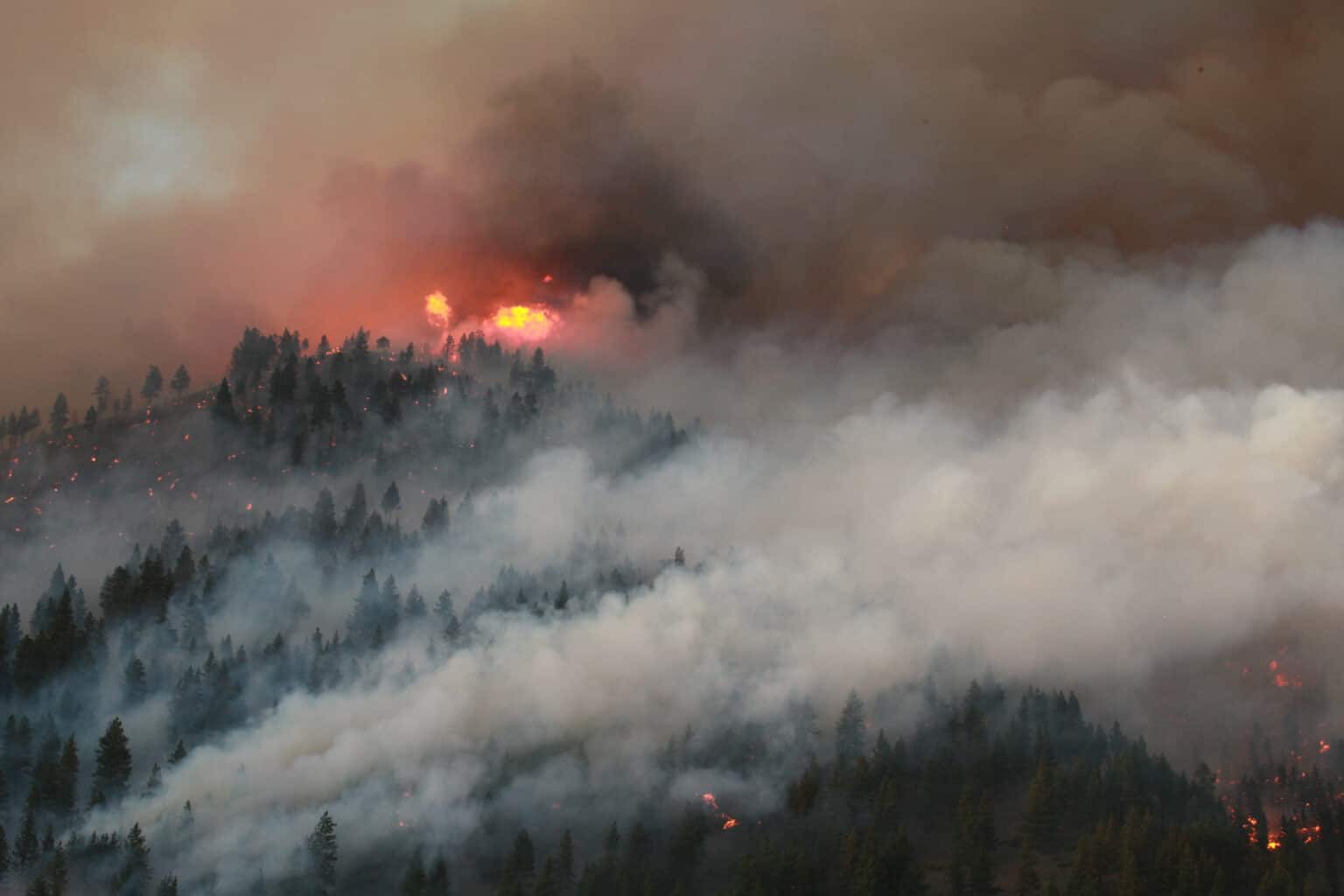 Green Recovery - WWF - Environment & Disaster Management