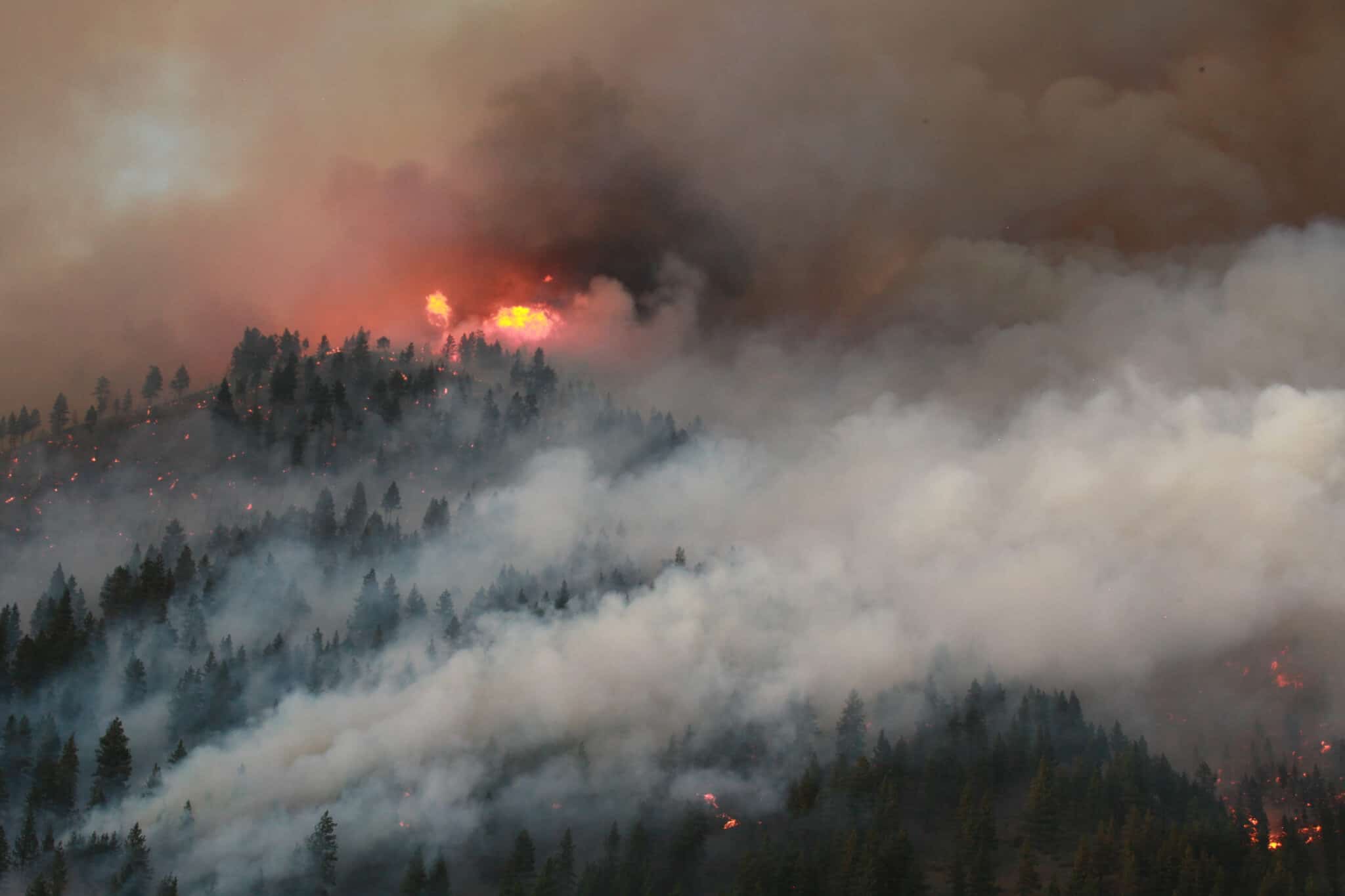 Green Recovery - WWF - Environment & Disaster Management